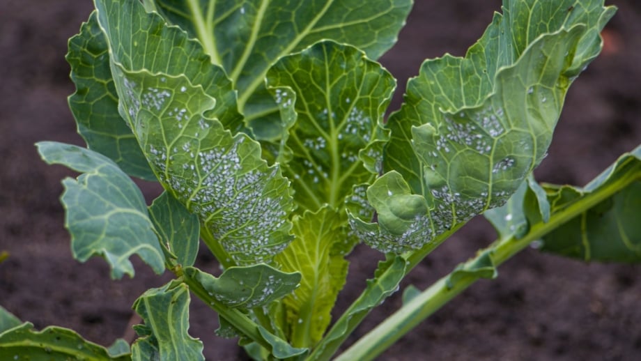 What's Eating My Cabbage? 15 Common Cabbage Pests