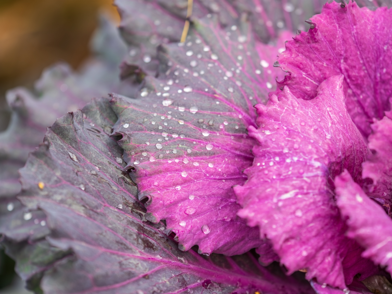 How to Plant, Grow, and Care for 'Osaka Pink' Cabbage