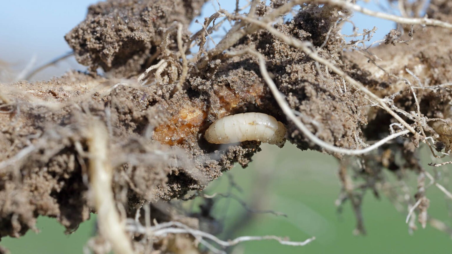 How to Identify and Get Rid of Root Maggots