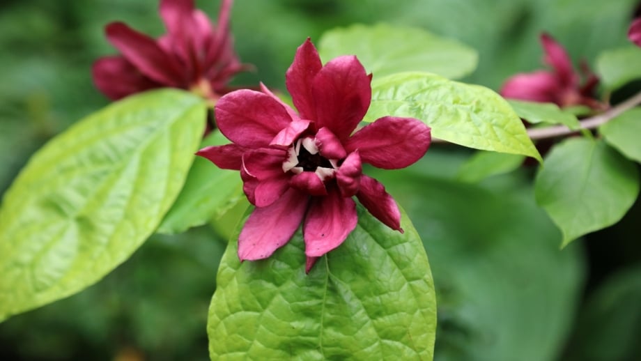 How to Plant, Grow, and Care for Calycanthus (Sweetshrub)