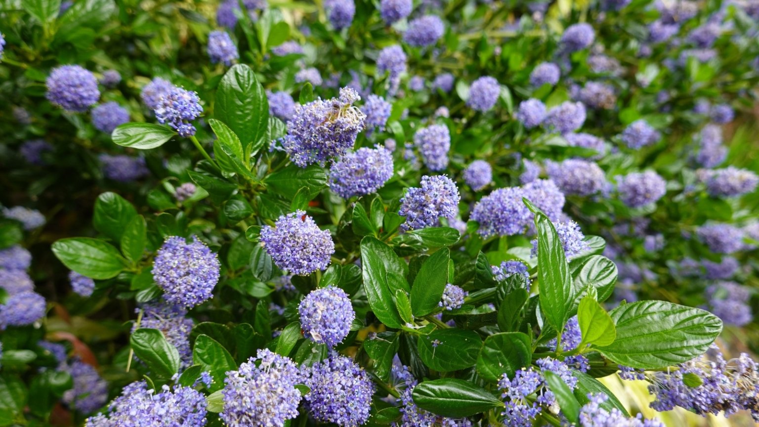 23 Dreamy Trailing Plants to Cascade Over Garden Walls - Epic Gardening