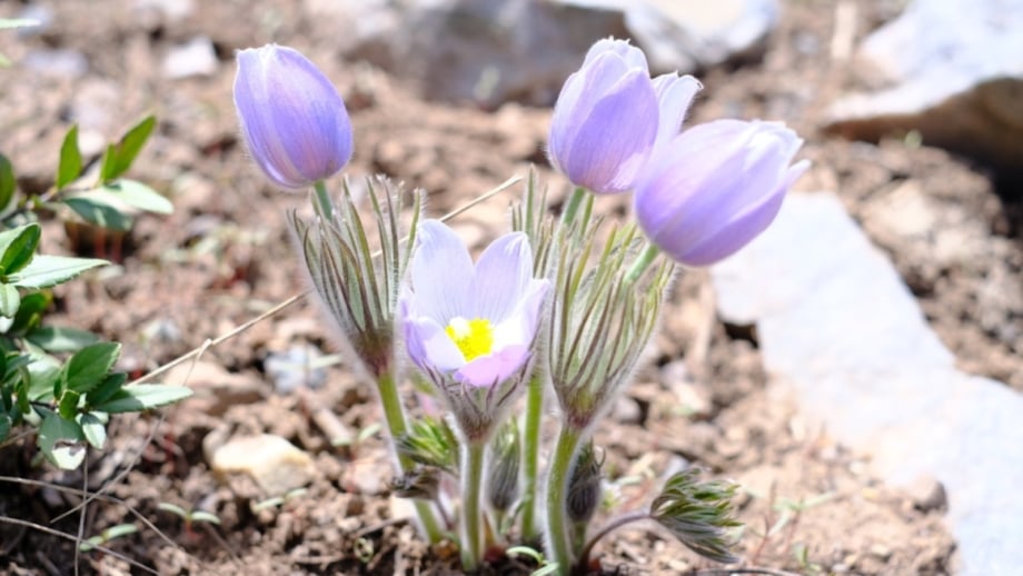 21 Native Wildflowers for Colorado Gardens