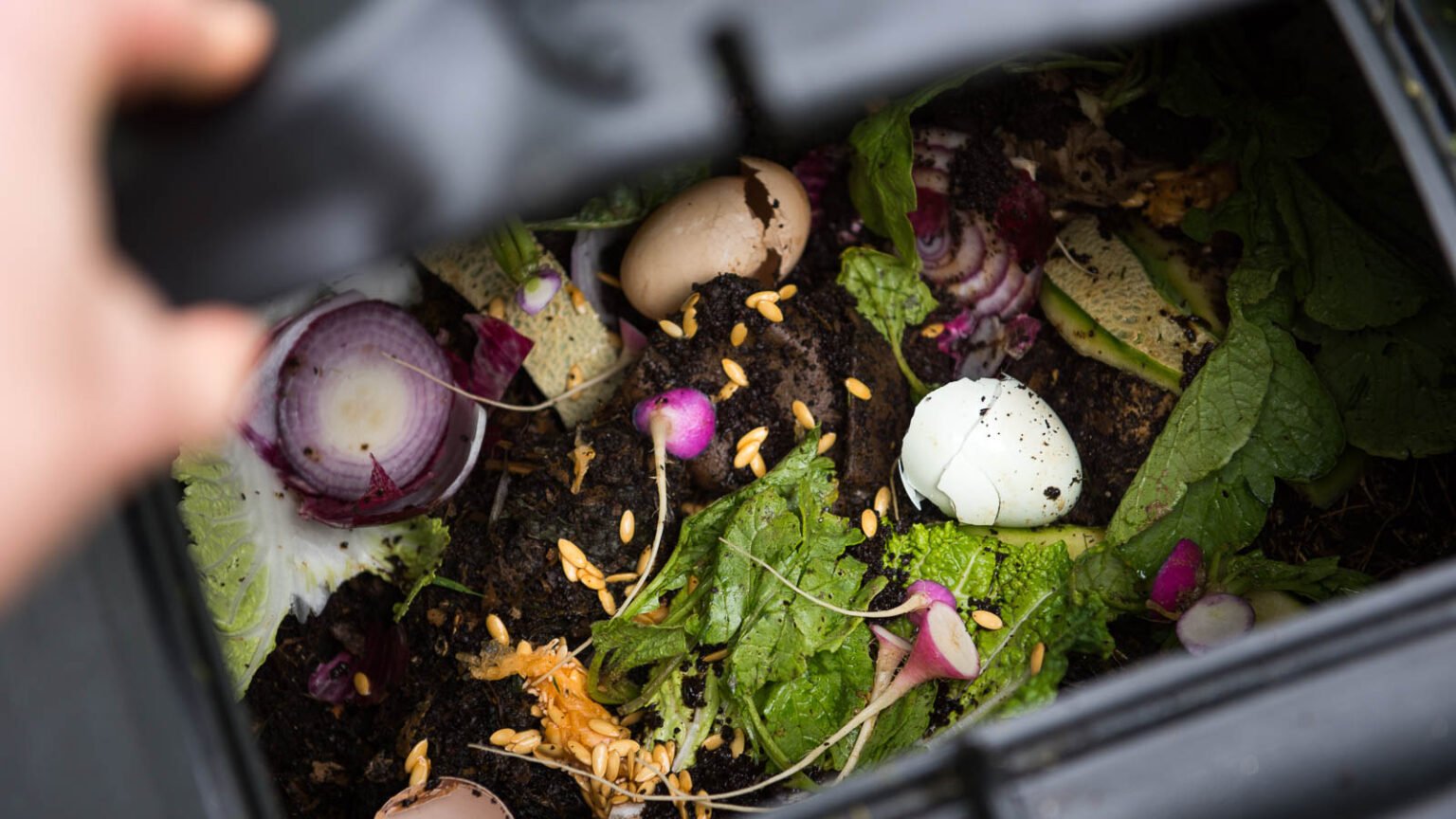Maggots in Compost? What You Need to Know