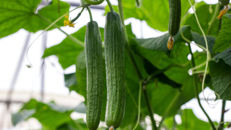 How to Grow Cucumbers Vertically to Maximize Your Harvest