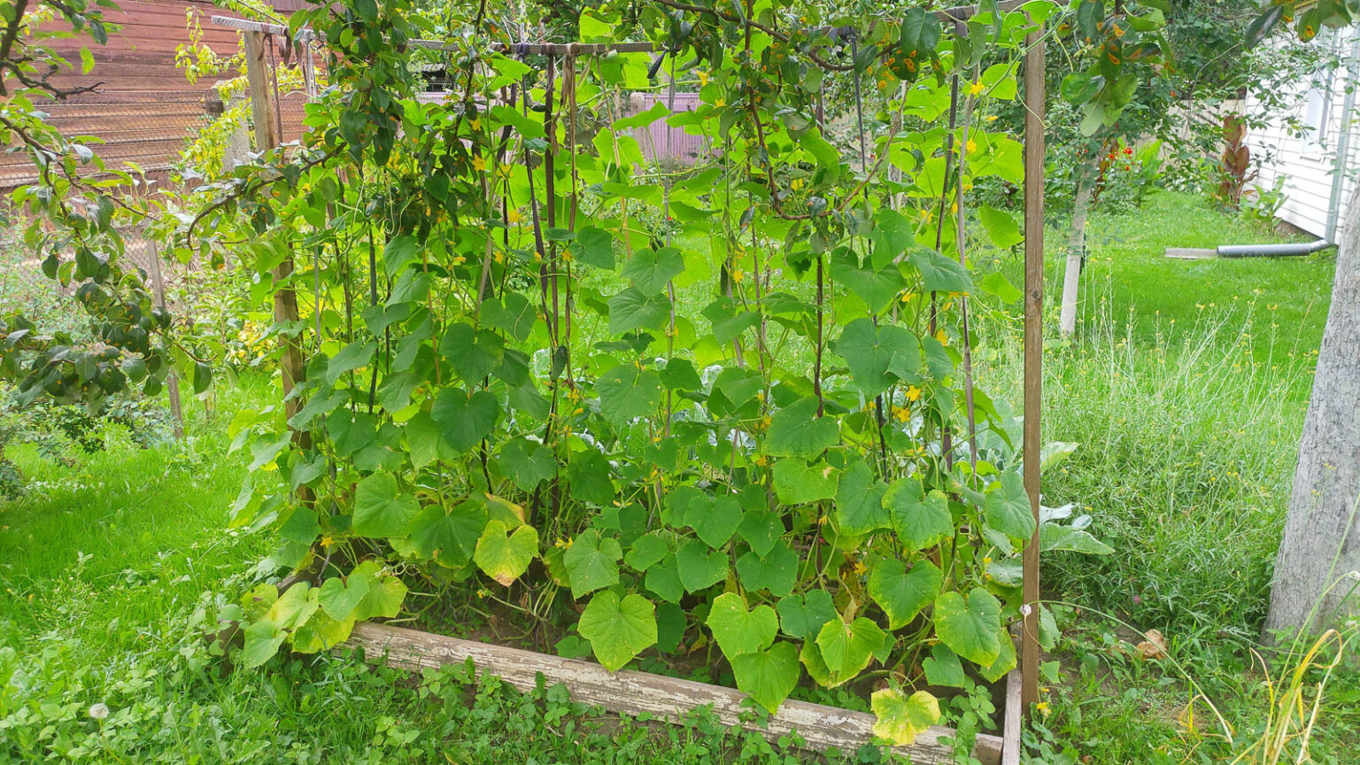 How to Grow Cucumbers Vertically to Maximize Your Harvest