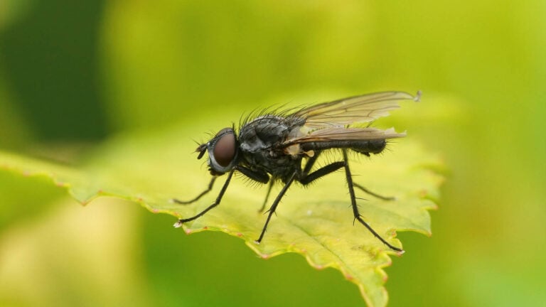 How to Identify and Get Rid of Root Maggots