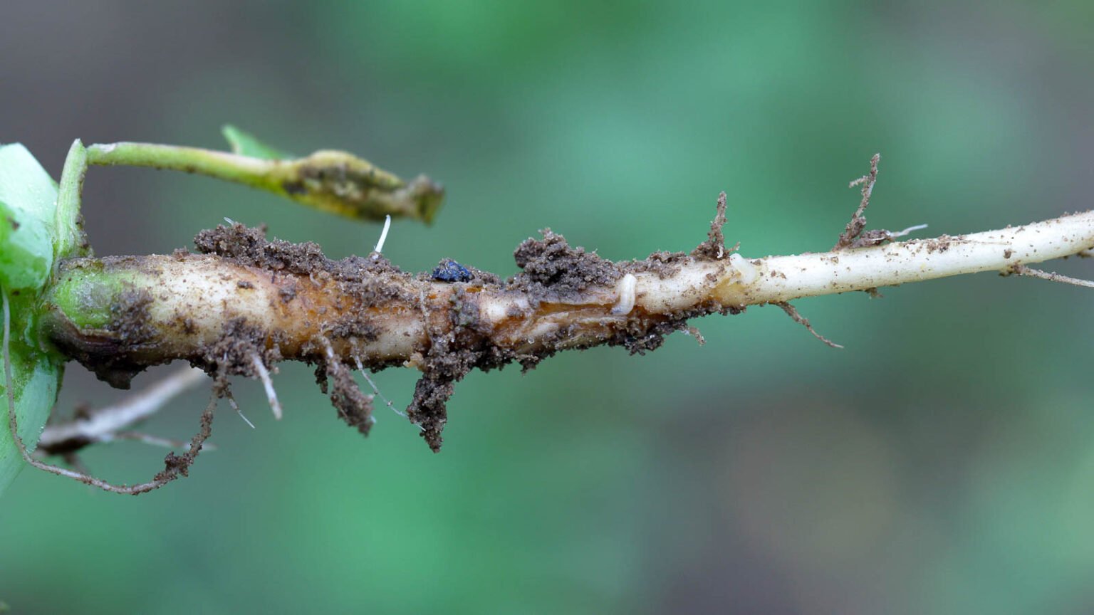 How to Identify and Get Rid of Root Maggots