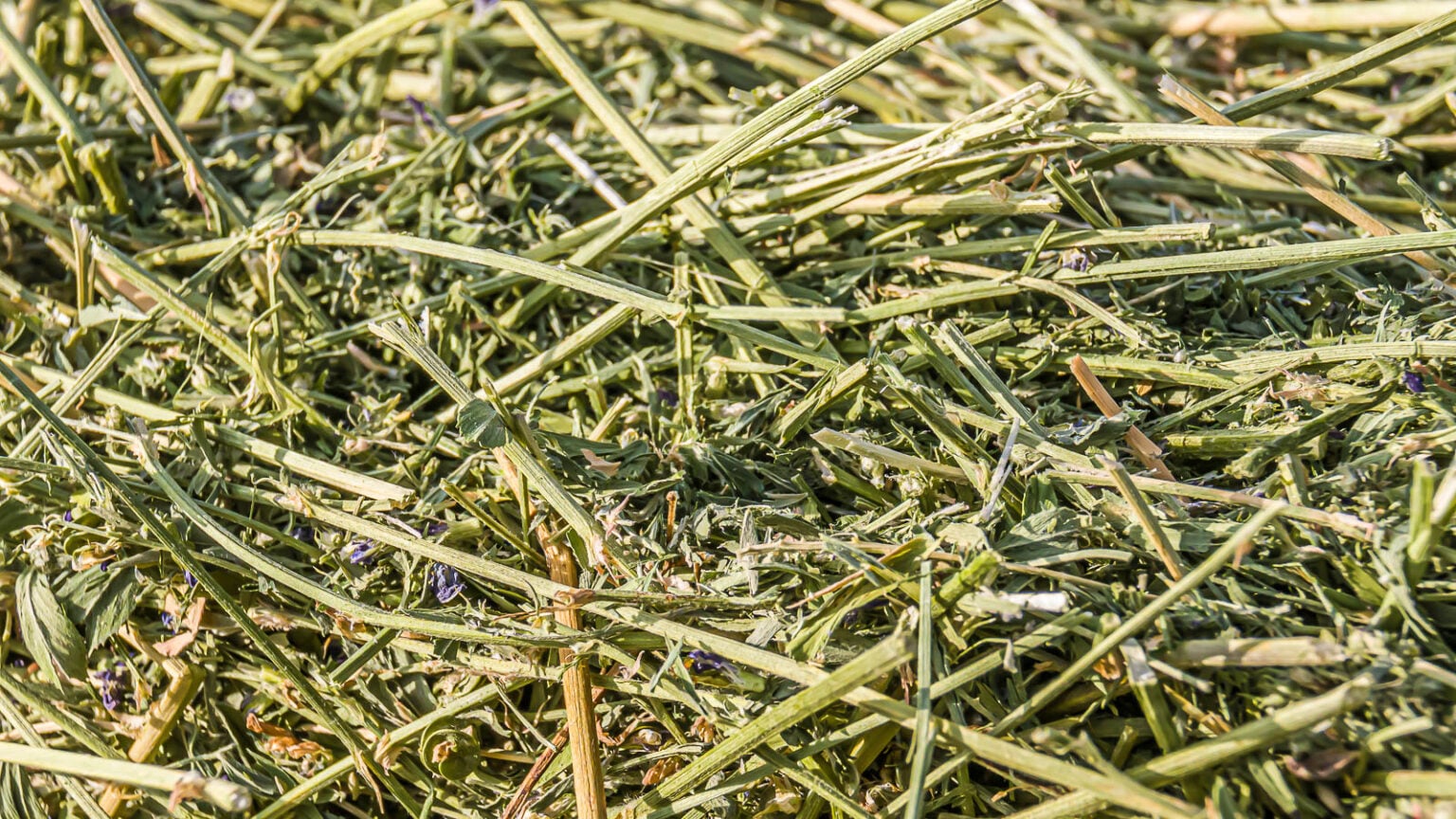 How to Make and Use Alfalfa Meal Fertilizer