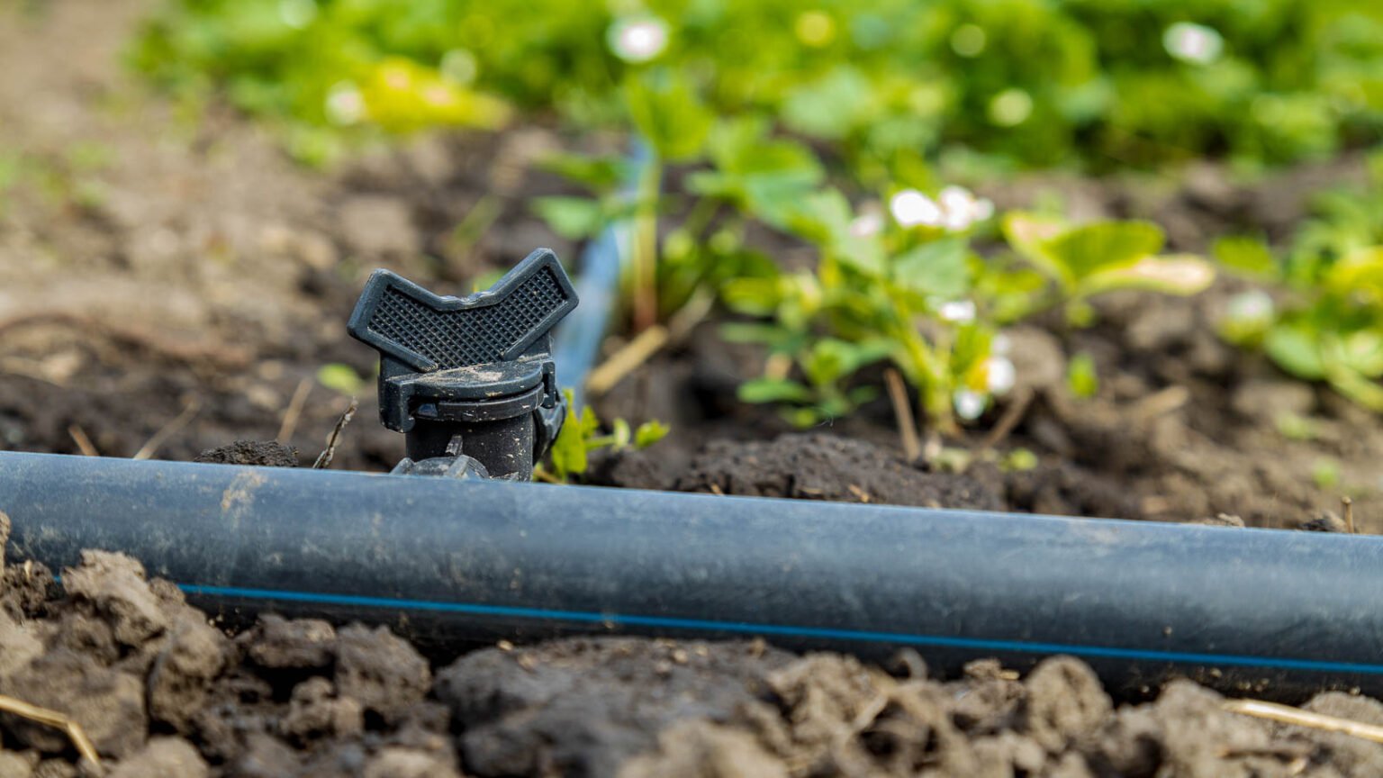 The Best Time to Water Your Garden & How to Get it Right