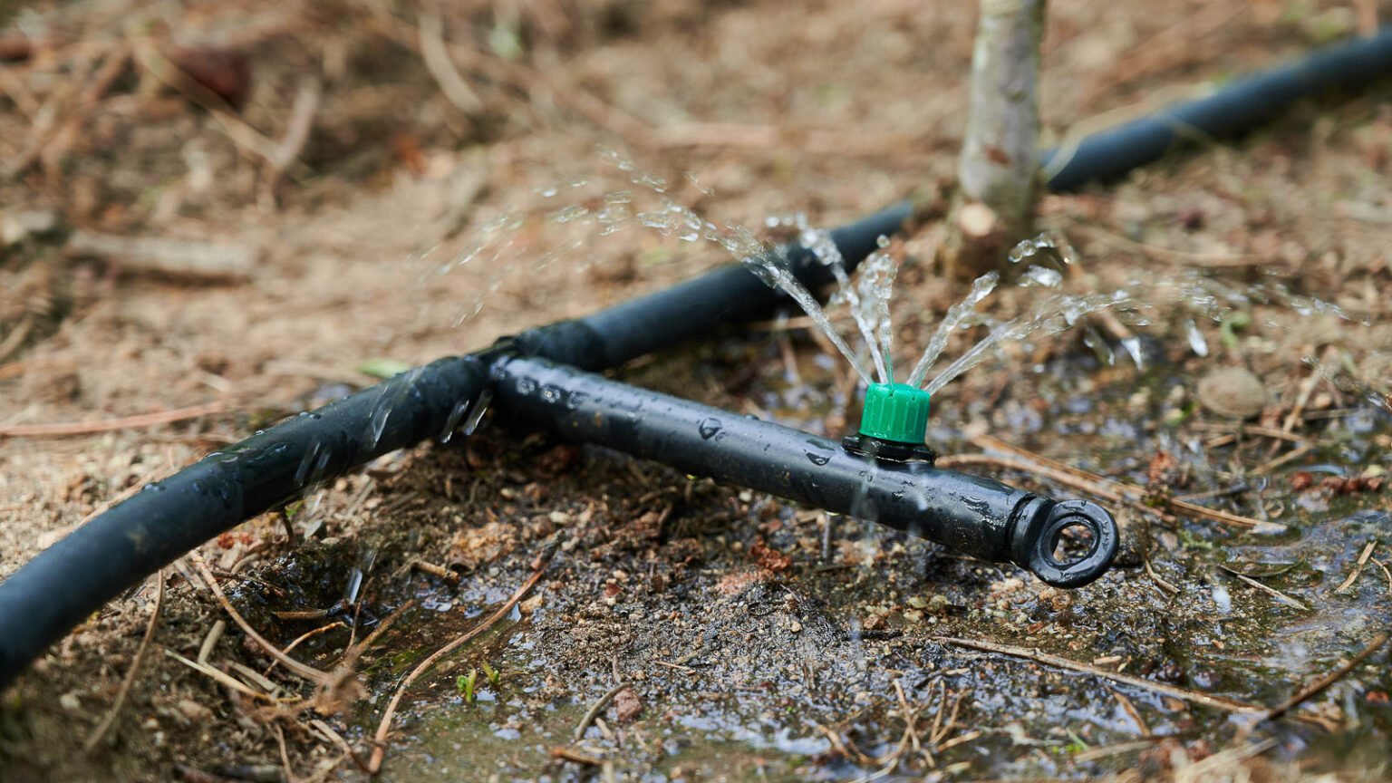 The Ultimate Guide to Growing Raspberries