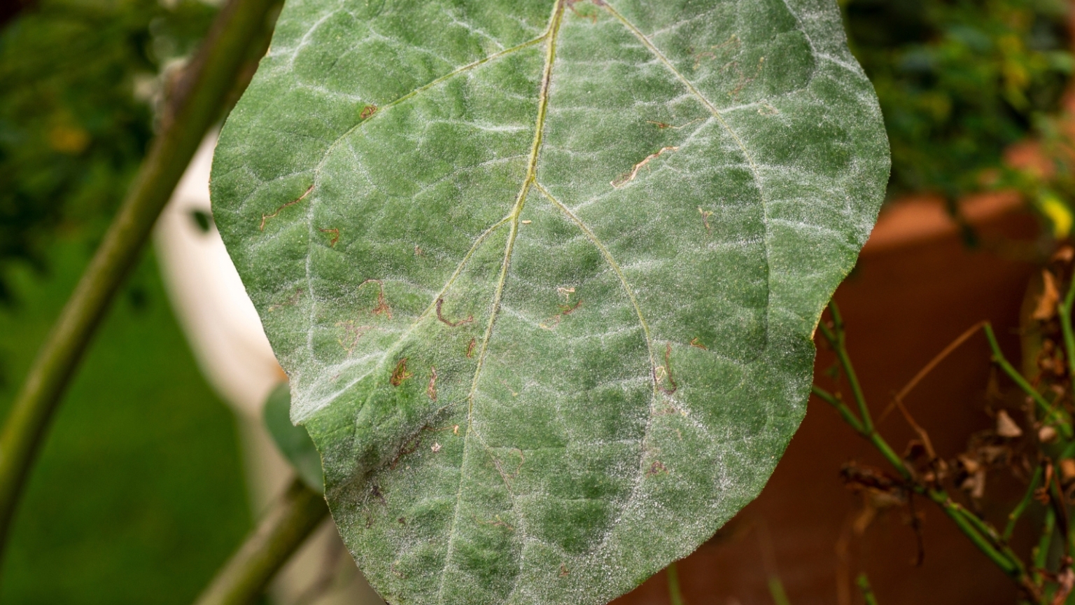 How to Plant, Grow, and Care For ‘Vermillionaire’ Cuphea