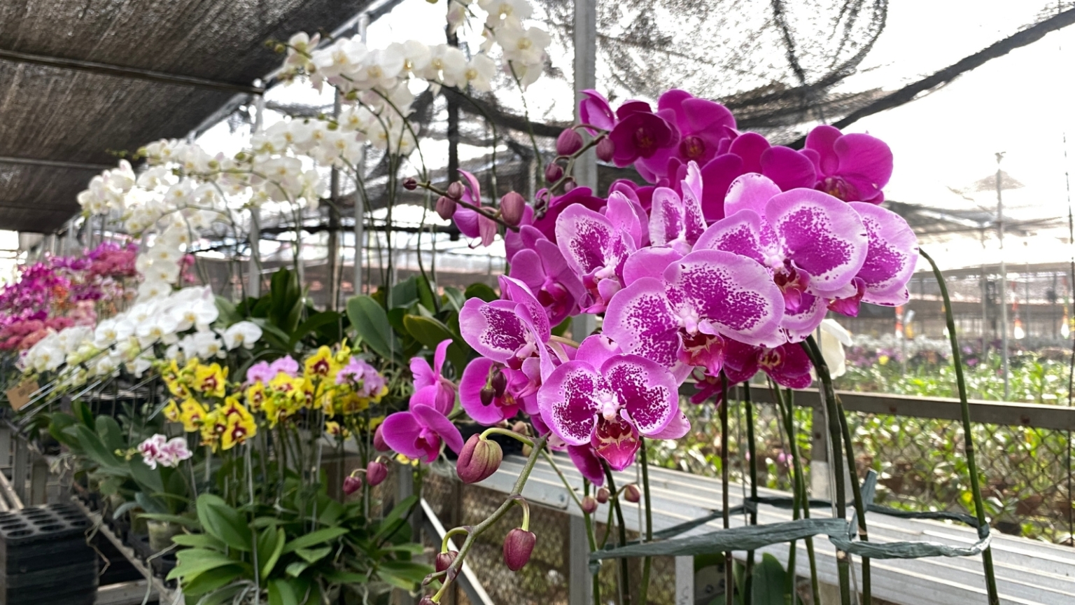 Where Should You Put Your Orchid? 5 Tips for Finding the Right Spot