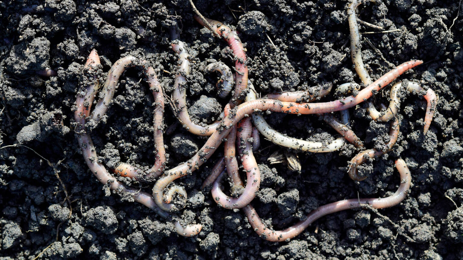 The Best Worms for Composting