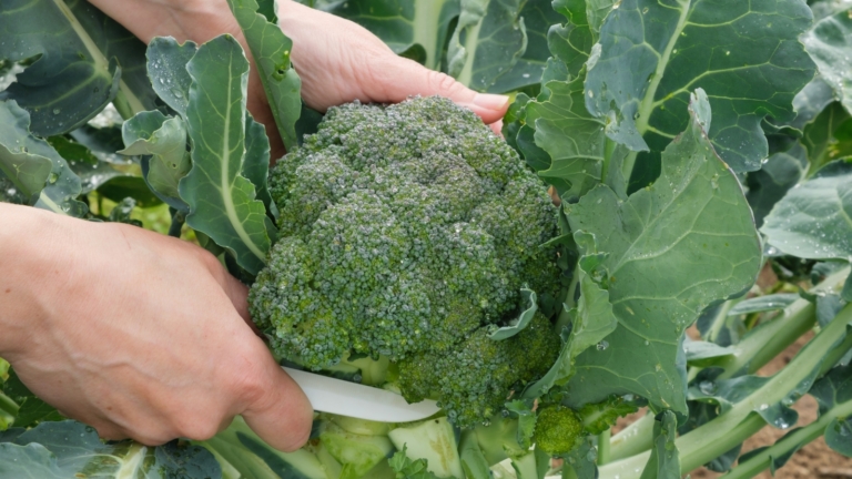 How and When to Harvest Broccoli for the Tastiest Crop