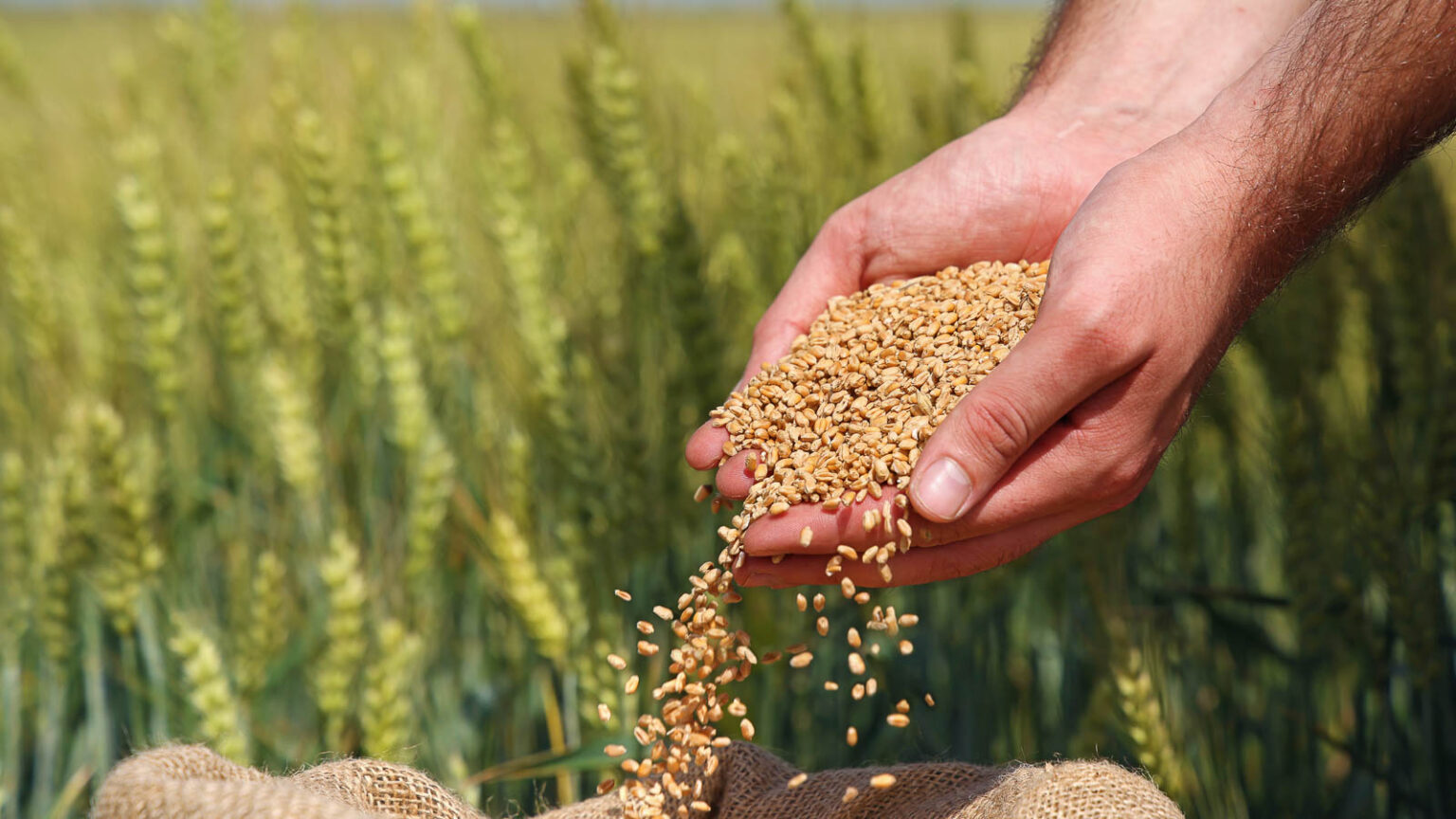 Wheat Vs Barley: What's The Difference?