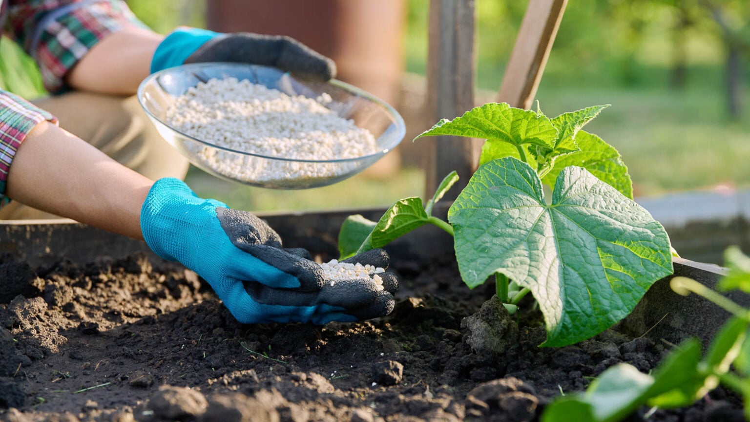 How to Grow Cucumbers Vertically to Maximize Your Harvest
