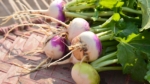 How and When to Harvest Turnips in the Garden