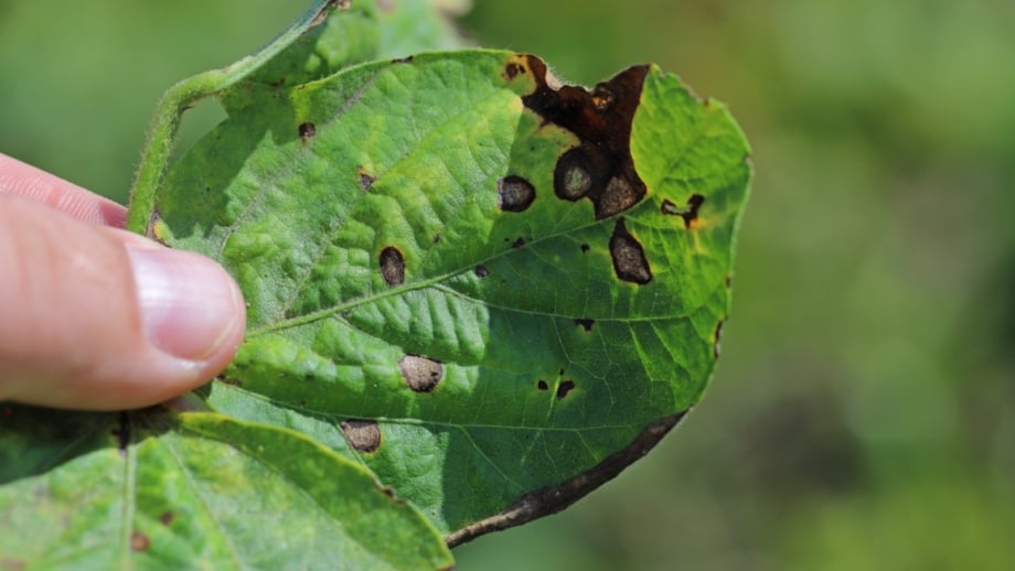 9 Common Apple Tree Diseases: ID, Prevention, and Treatment