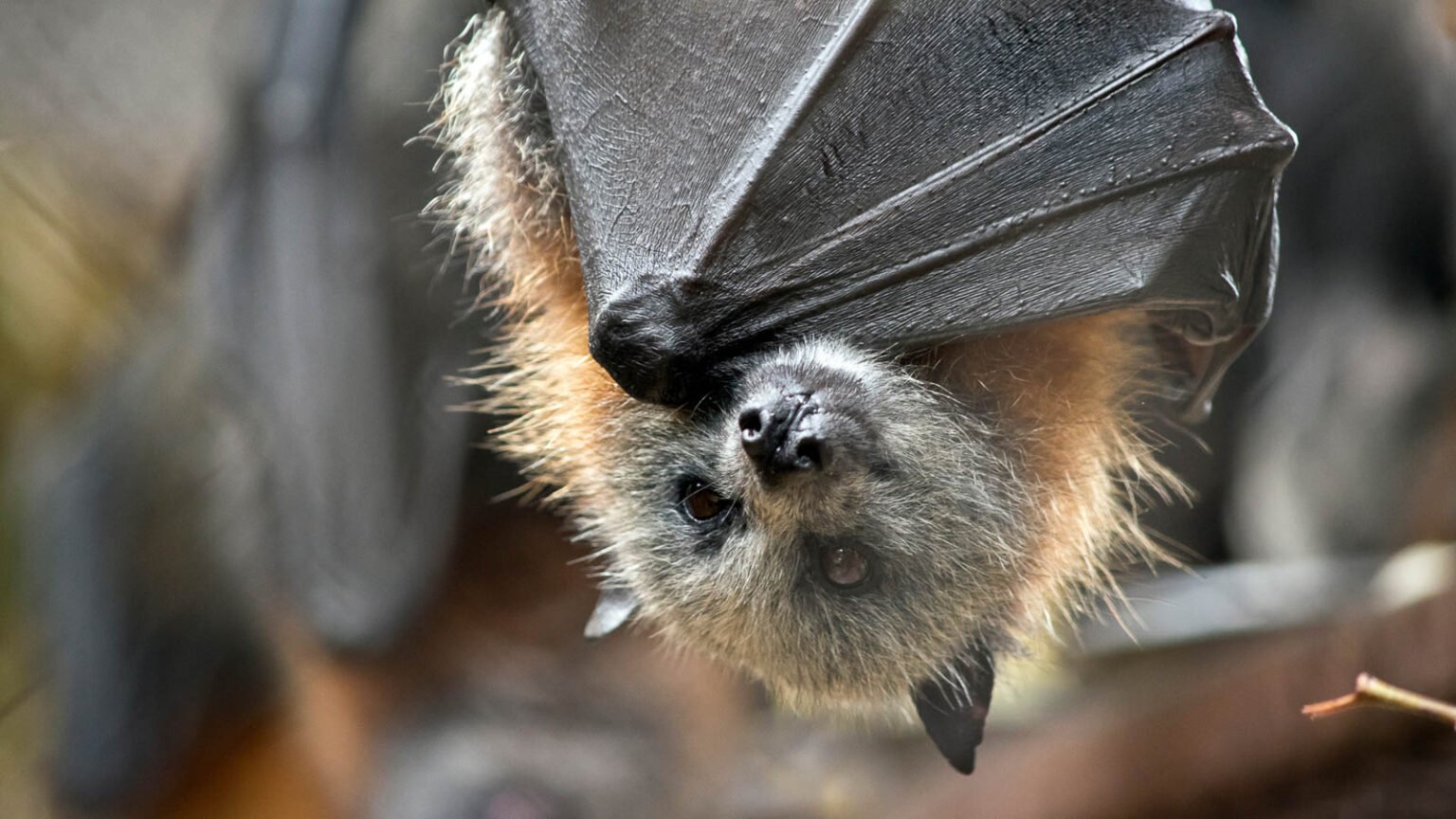 How to Use Bat Guano Fertilizer Safely In Your Garden
