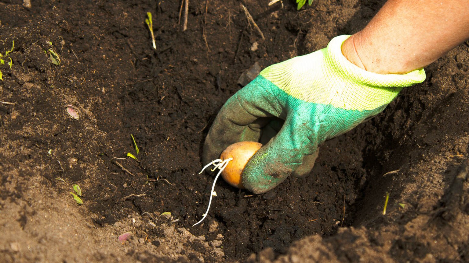 Potato Spacing: How Far Apart To Plant Potatoes