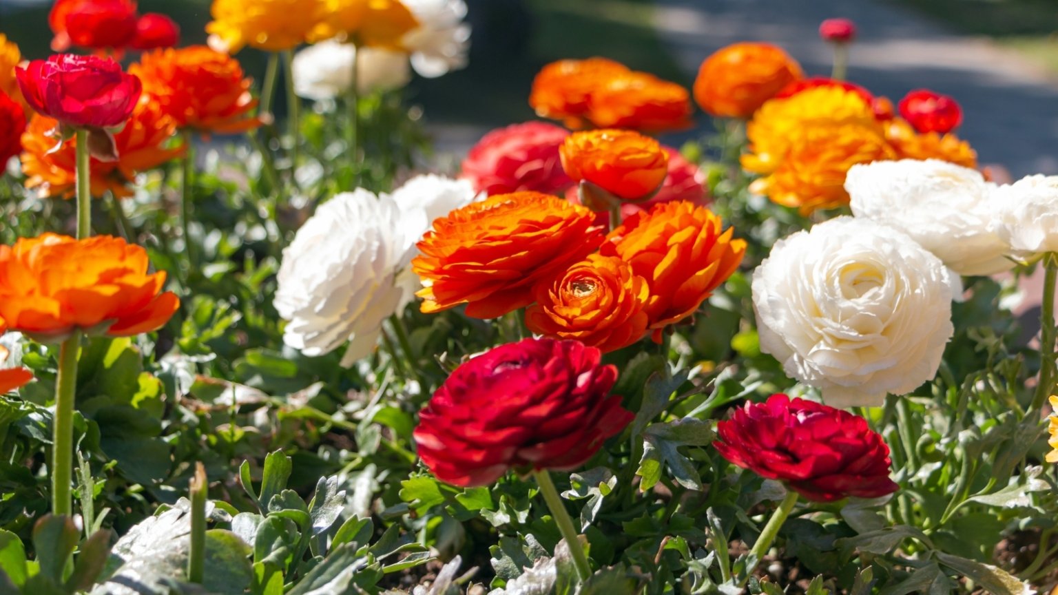 15 Ranunculus Varieties to Plant This Fall