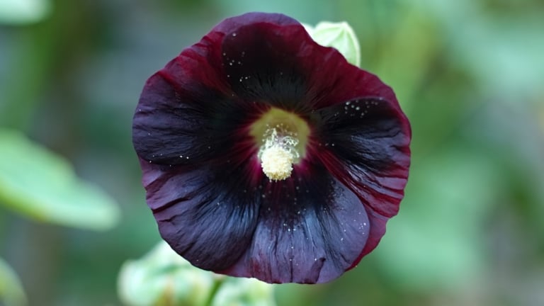 41 Plants Perfect for a Dramatic Goth Garden