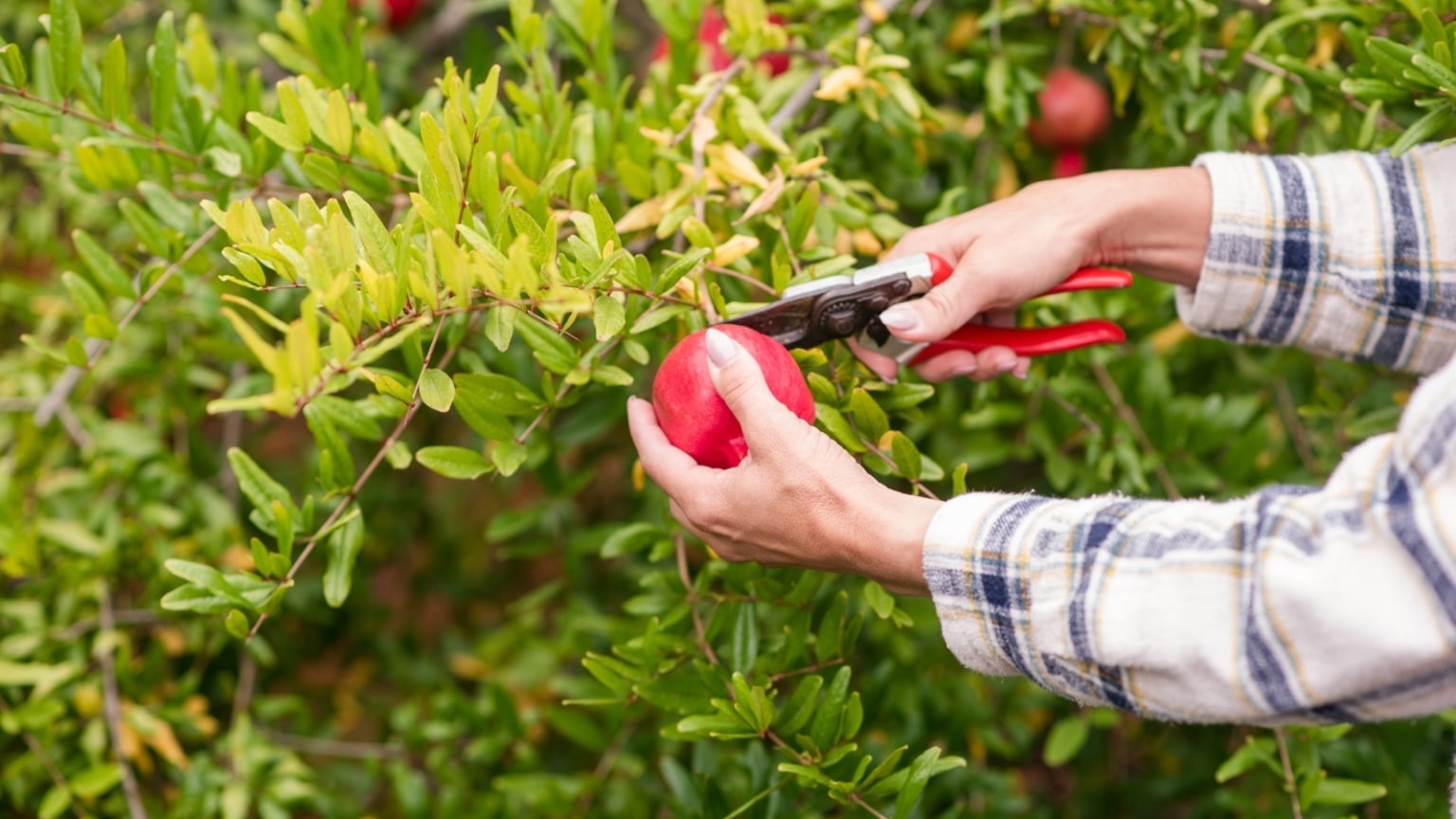 5 Signs Your Pomegranates Are Ripe and Ready To Harvest