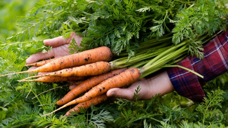 Leaving Carrots in the Ground For Winter: How to Overwinter Carrots