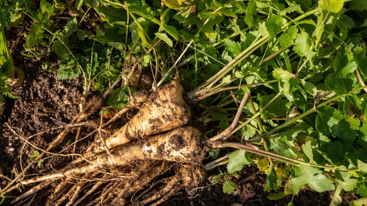 5 Signs It's Time to Harvest Your Parsnips