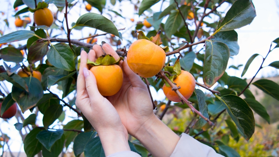 The Ideal Time to Harvest Persimmons: 5 Expert Tips