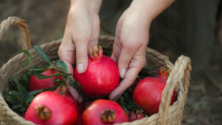 5 Signs Your Pomegranates Are Ripe and Ready To Harvest