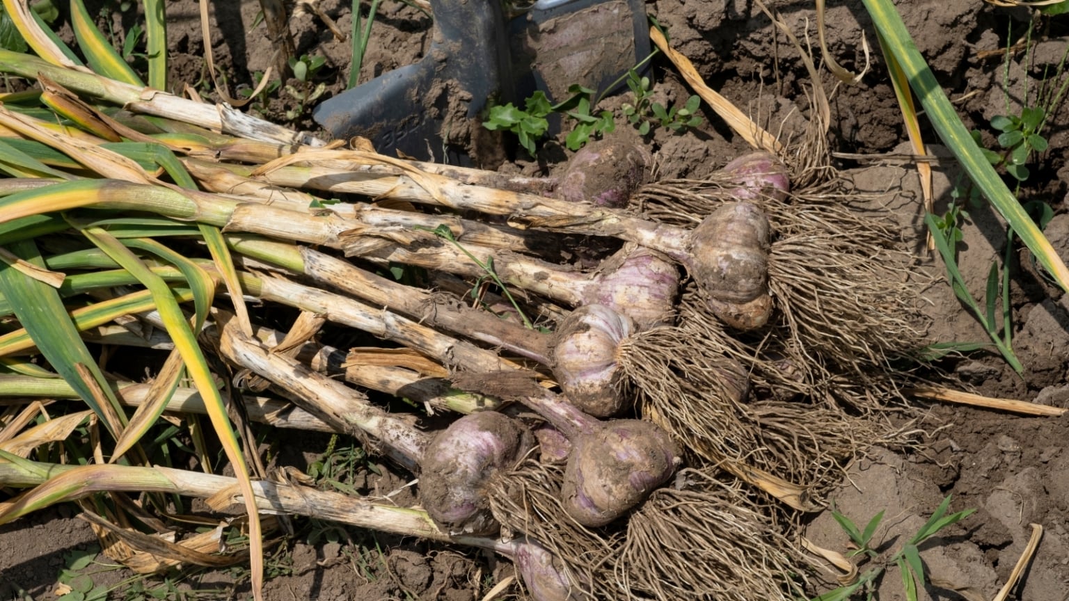 How to Plant, Grow, and Care for Hardneck Garlic