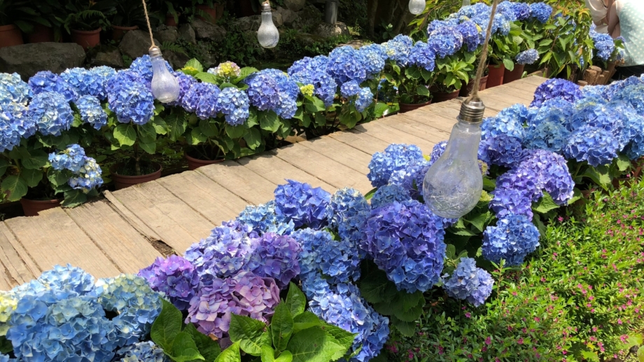 How to Plant a Hydrangea Hedge: 9 Pro Recommendations