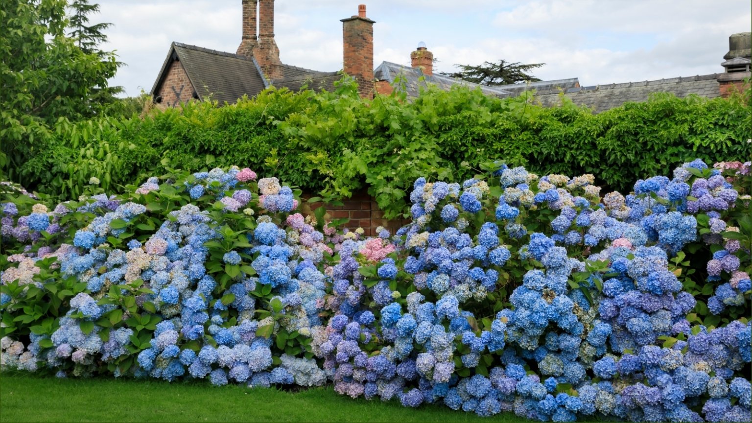 How to Plant a Hydrangea Hedge: 9 Pro Recommendations