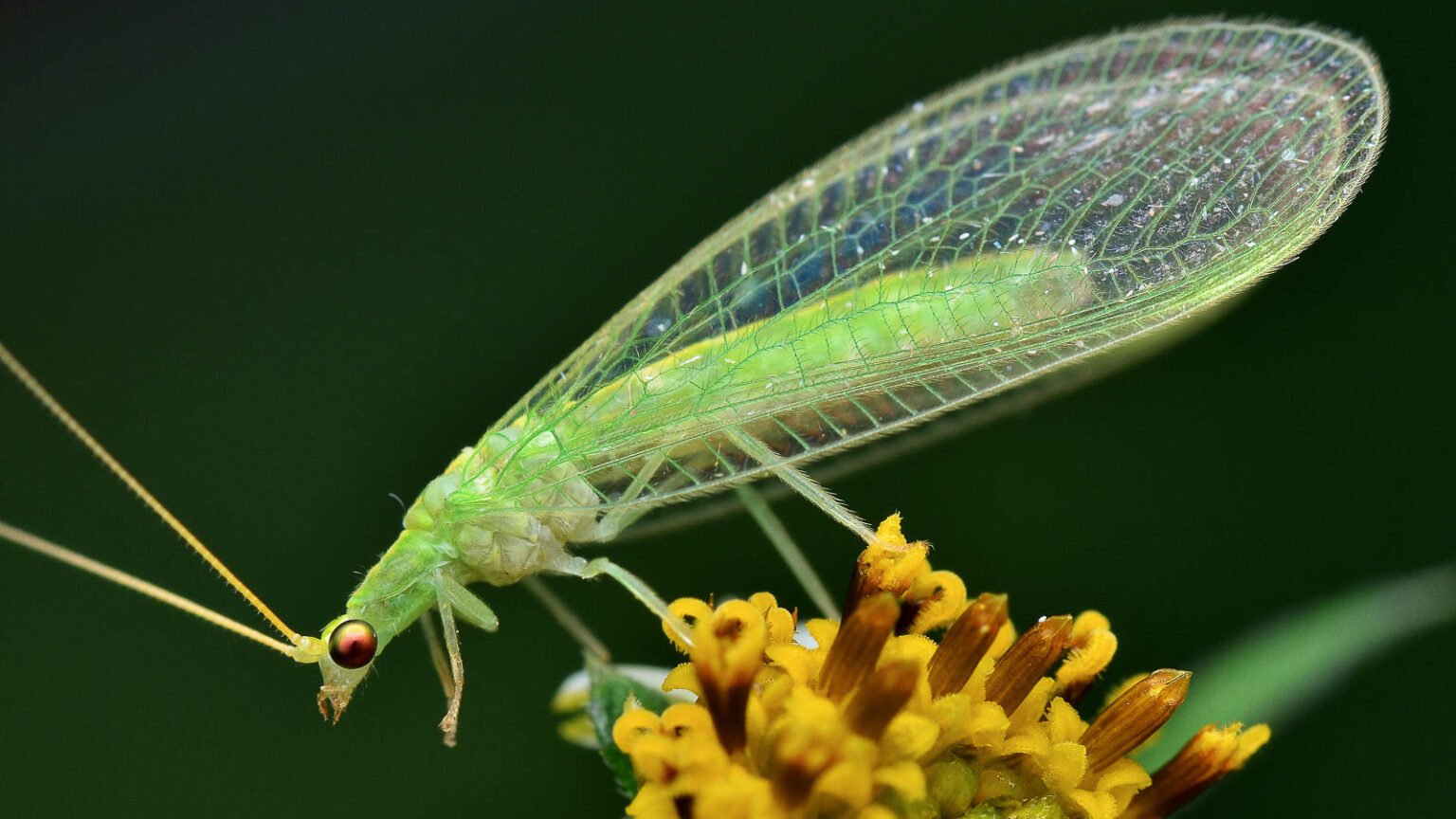 7 Lemon Tree Diseases: Causes and Cures