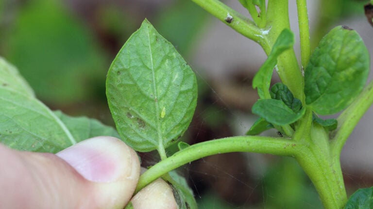 How to Get Rid of Leafhopper Pests for Good