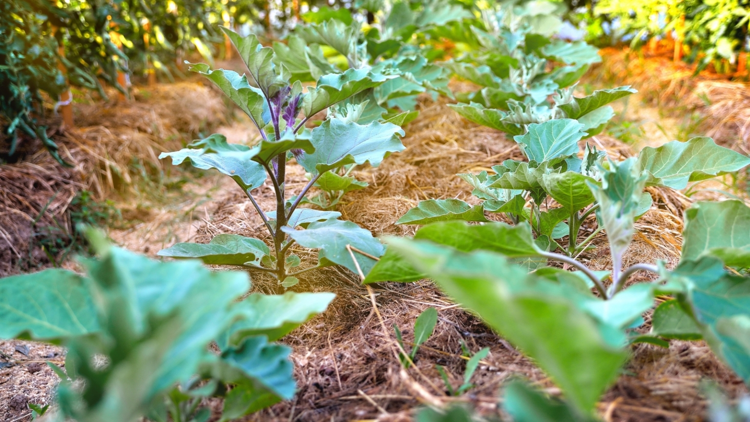 How to Plant, Grow, and Care for Pumpkin-On-a-Stick
