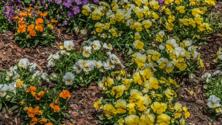 How to Overwinter Pansies in 7 Steps
