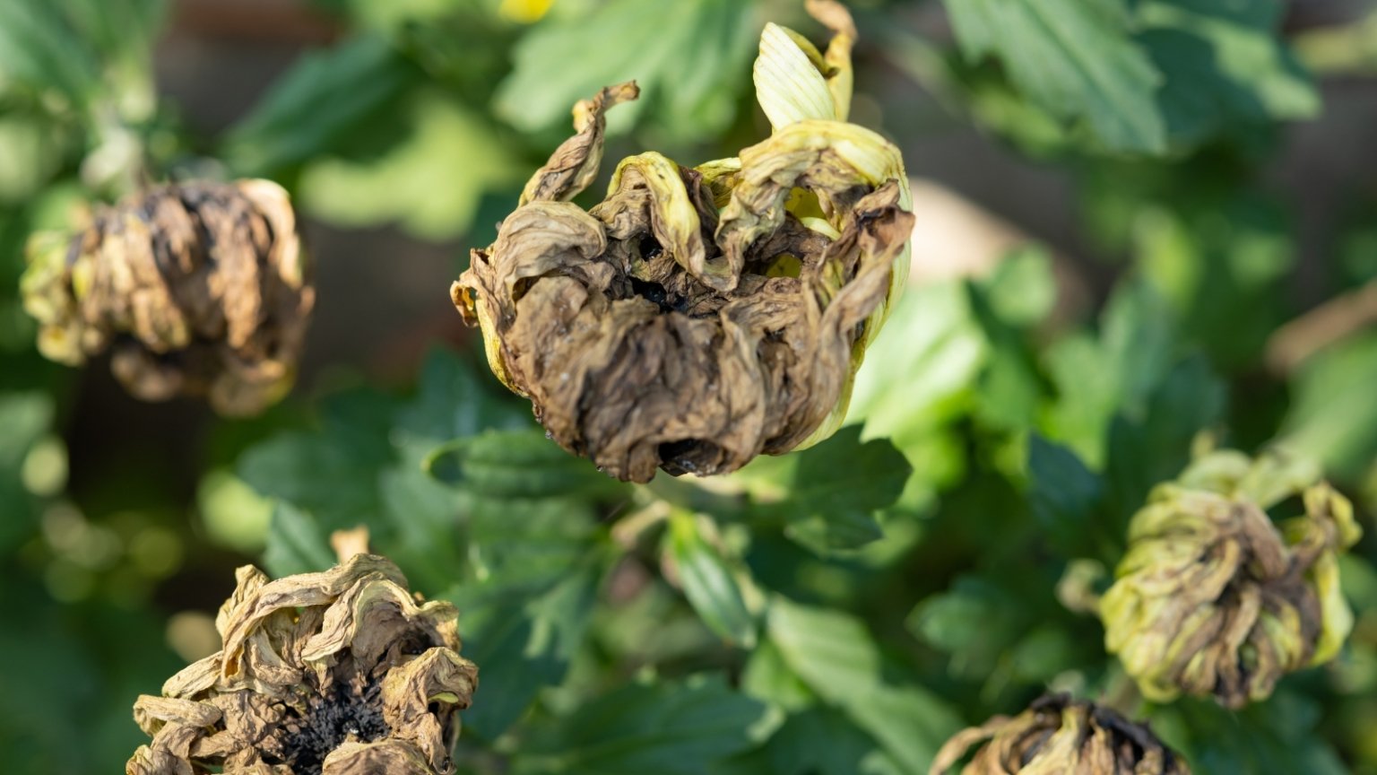 9 Mum Diseases and How to Treat Them