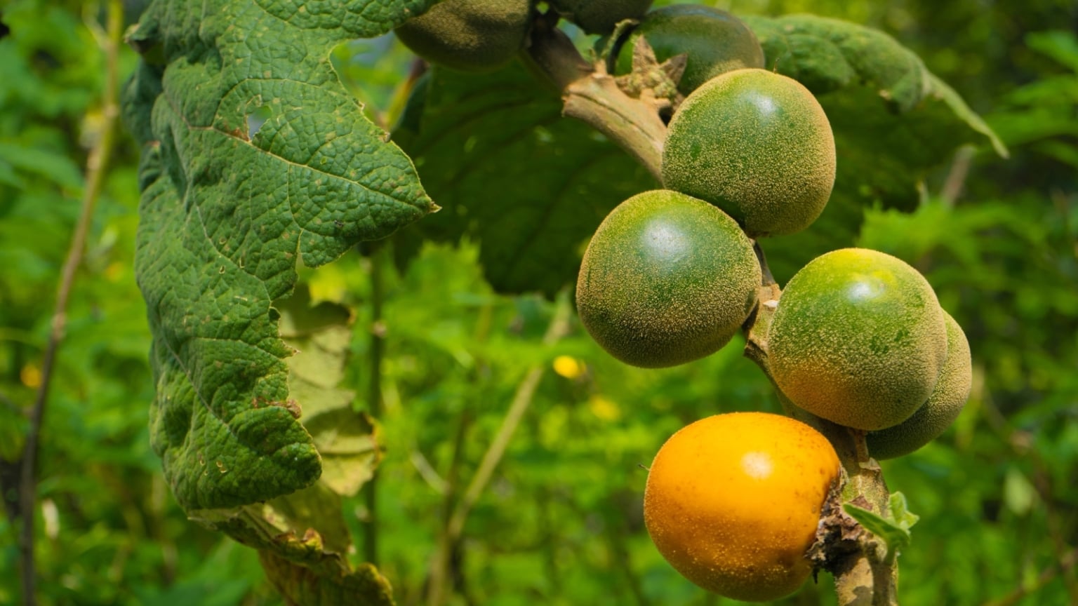 How To Plant Grow And Care For Naranjilla Lulo Shrubs
