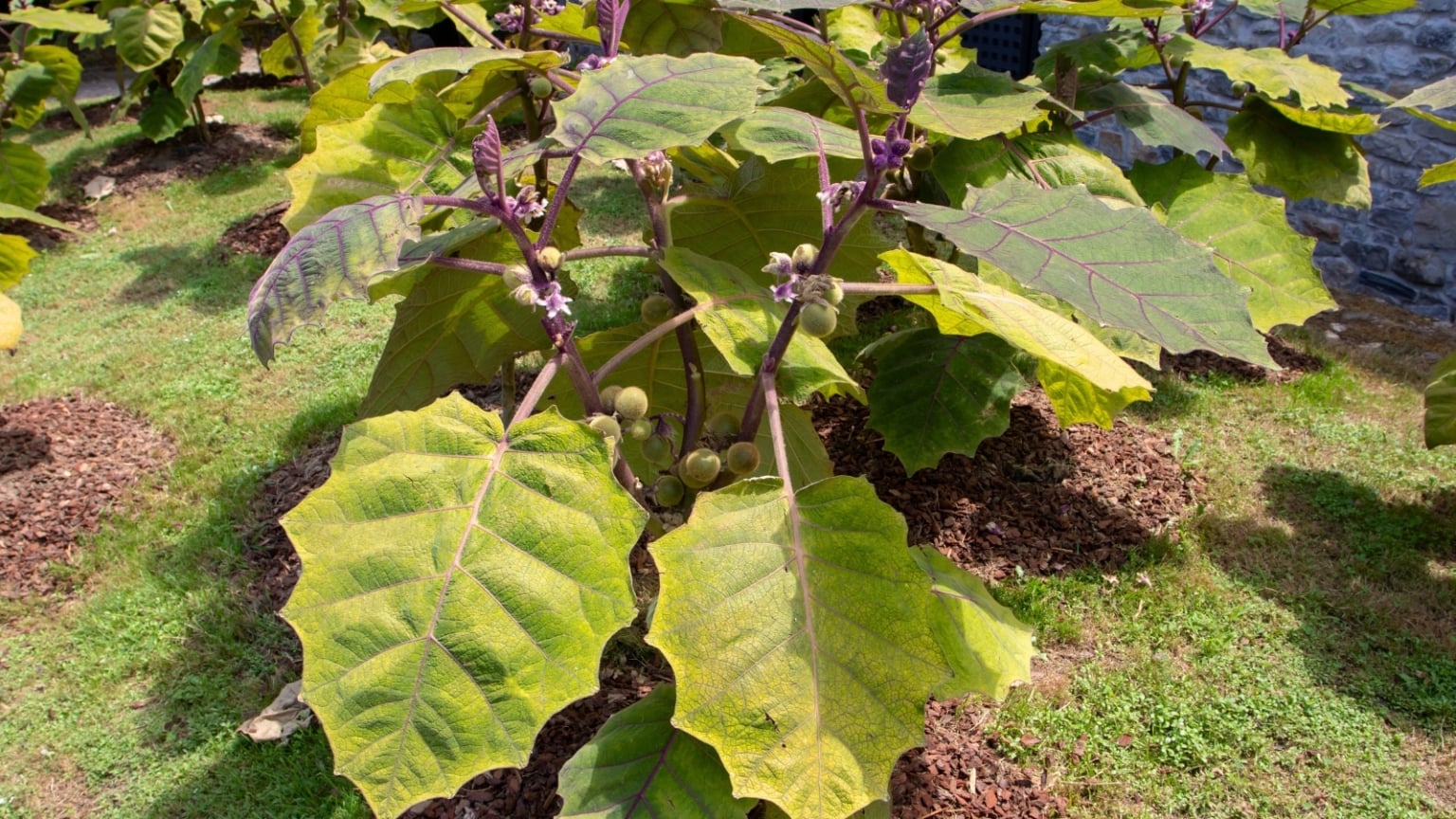 How to Plant, Grow, and Care for Naranjilla (Lulo) Shrubs