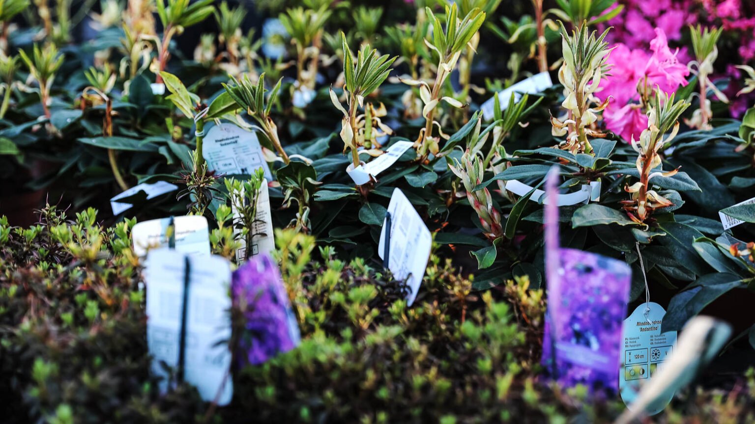 DIY Plant Markers: How to Label Your Plants Effectively