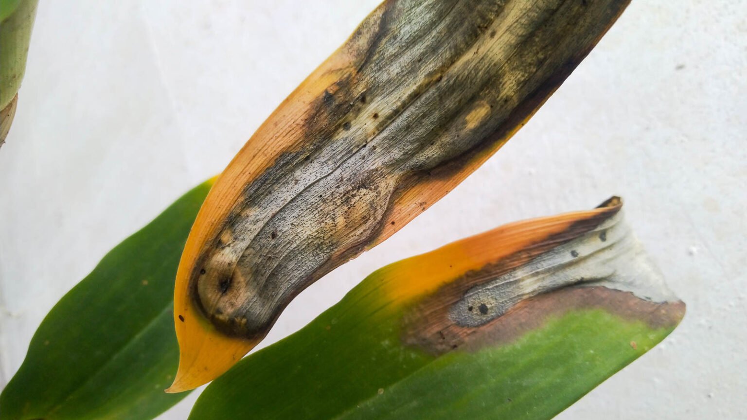 Sunscald Symptoms and Treatment in Trees, Leaves, and Fruits