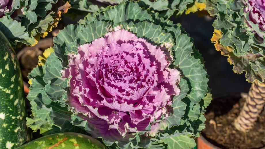 How to Plant, Grow, and Care for 'Osaka Pink' Cabbage