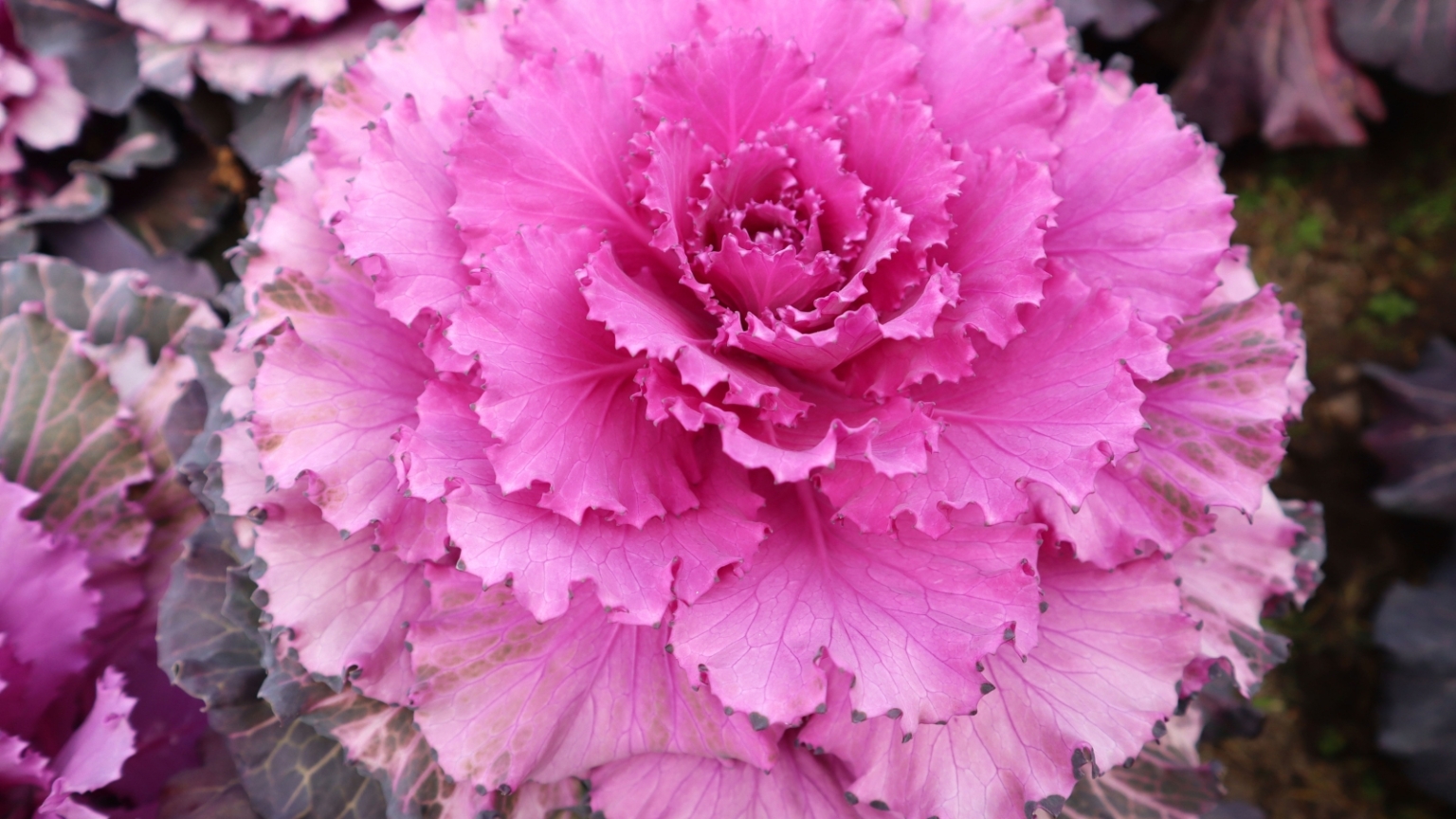 How to Plant, Grow, and Care for 'Osaka Pink' Cabbage