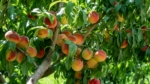 Peach Tree Growth Stages: How Fast Do Peach Trees Grow?