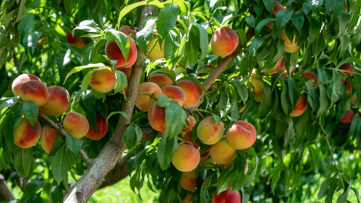 Peach Tree Growth Stages: How Fast Do Peach Trees Grow?
