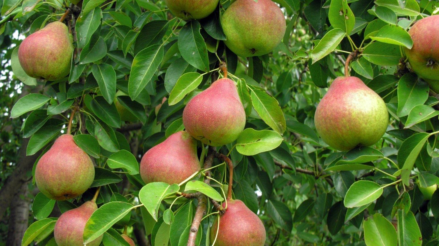 Our 15 Favorite Pear Tree Varieties for Home Gardens