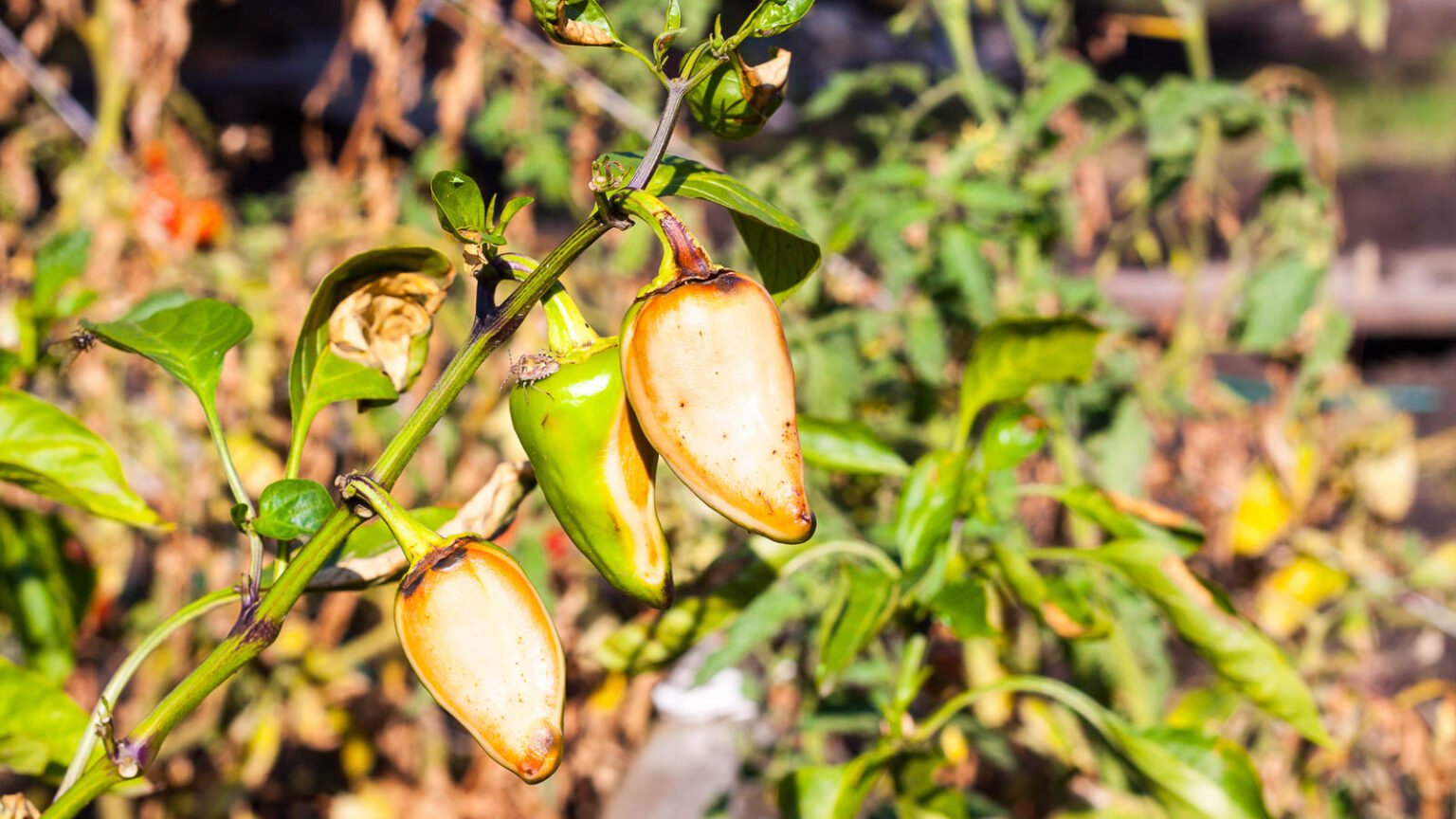 Sunscald Symptoms and Treatment in Trees, Leaves, and Fruits