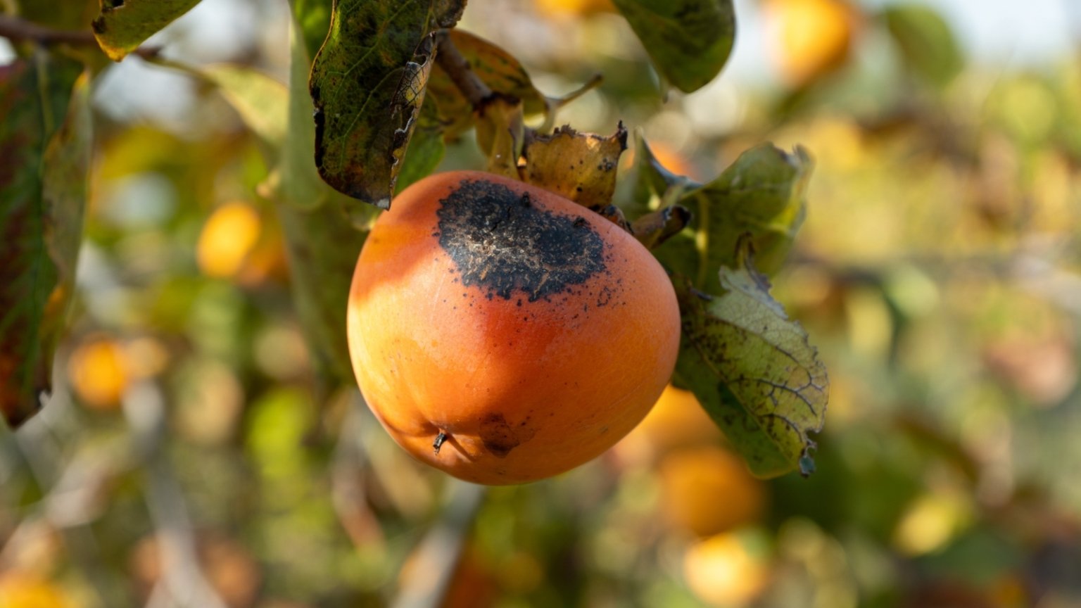5 Persimmon Tree Diseases and How to Treat Them